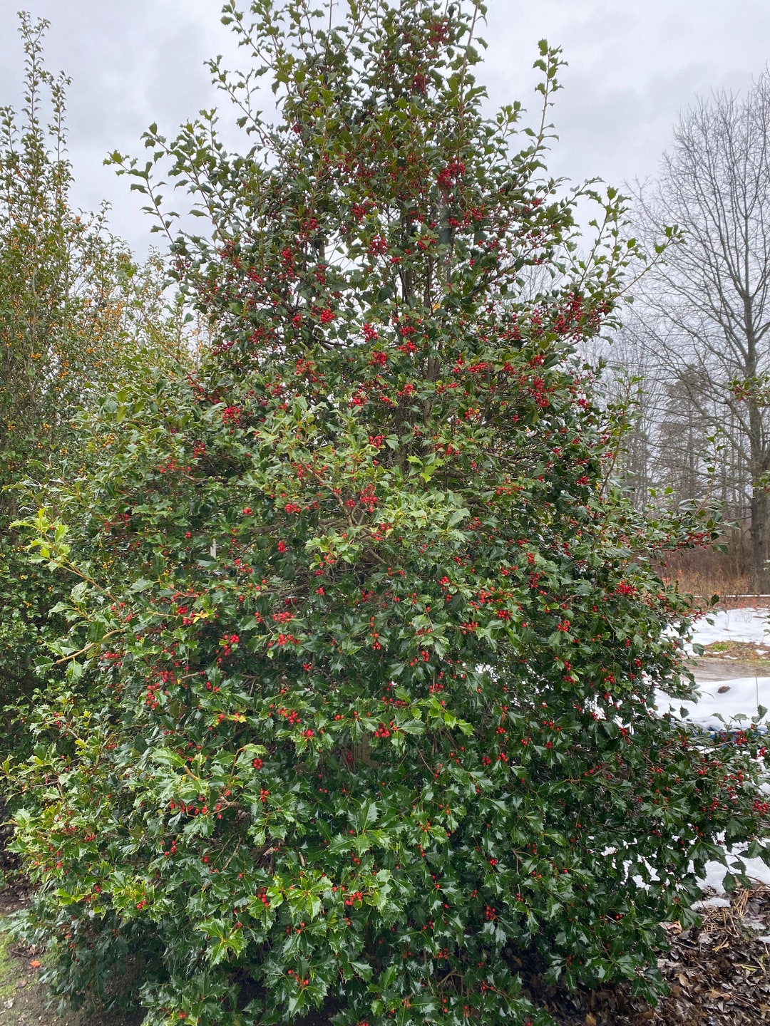 Ilex Opaca 'miss Helen' - Female American Holly - Live Plant - 12" Tall ...