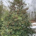 Ilex Opaca 'miss Helen' - Female American Holly - Live Plant - 12" Tall ...