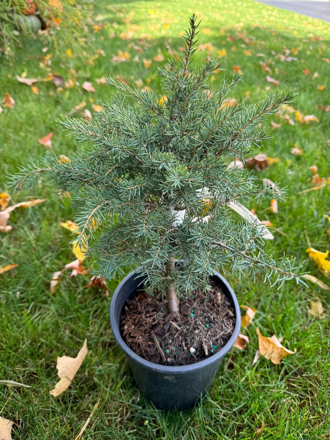 Tsuga Mertensiana - Mountain Hemlock - 12" Tall - 1 Gallon Pot - Etsy
