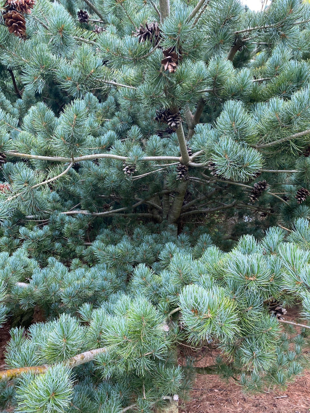 Pinus Parviflora 'cleary' Live Plant 10 Tall 1 - Etsy