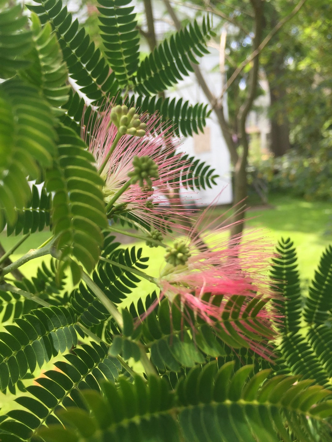 Albizia Julibrissin 'rosea' - Pink Silk Tree- Live Plant - 2 Gallon Pot ...