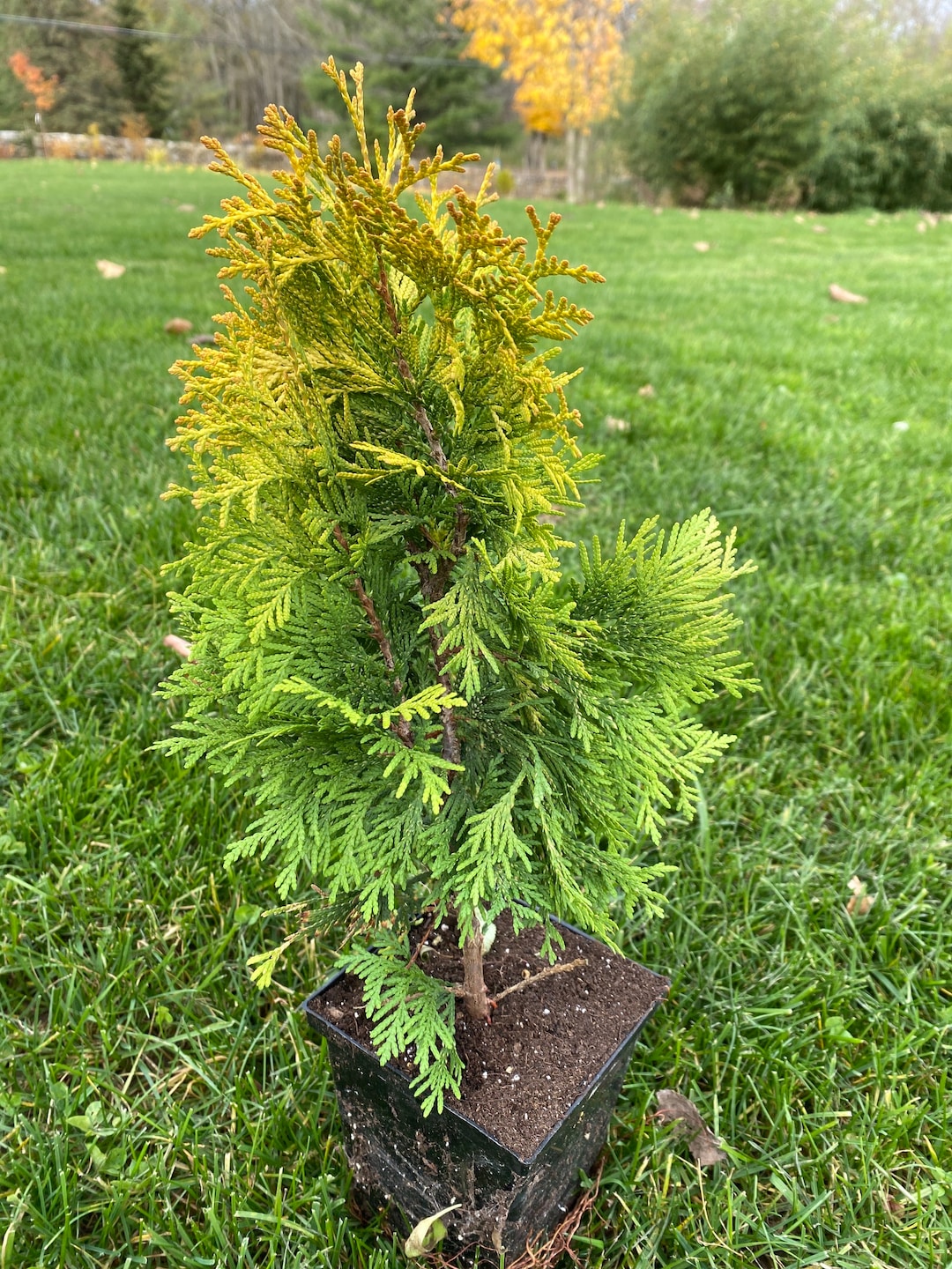 Thuja Occidentalis yellow Ribbon Arborvite Live Plant 4 Pot Size - Etsy