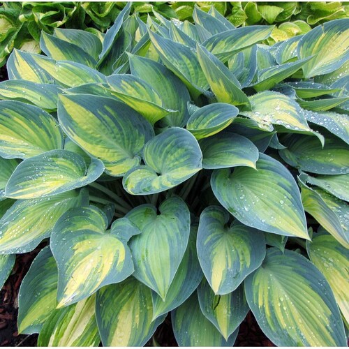 Hosta 'silly String' 3 Pot Size Starter Plant - Etsy