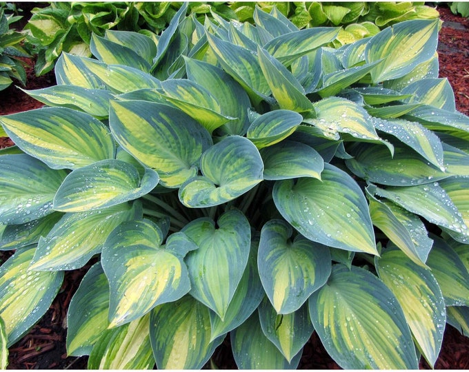Hosta "june" - Etsy