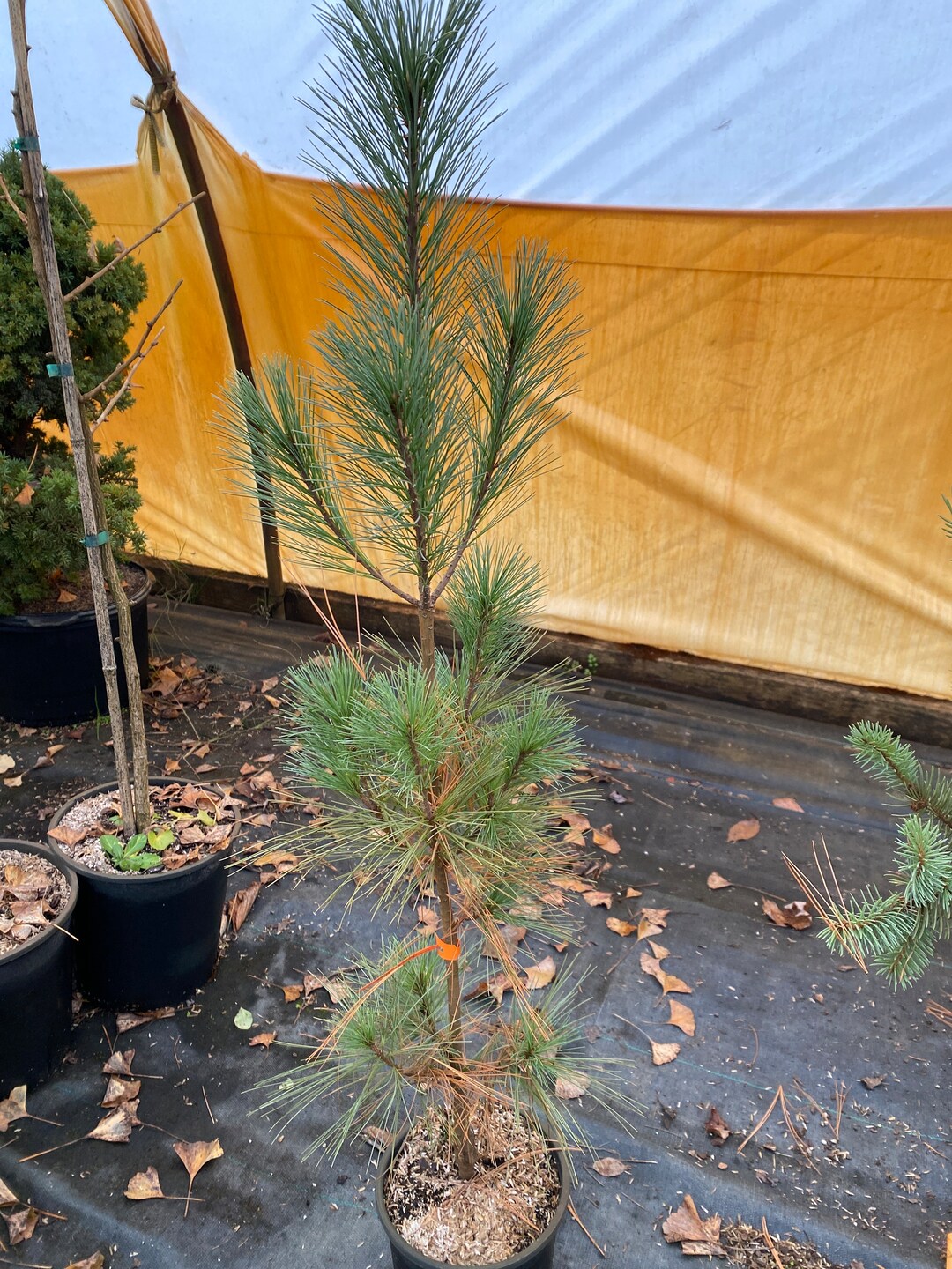 Pinus Strobus 'williams #1 ' White Pine - Live Plant - 12” Tall - 1 ...