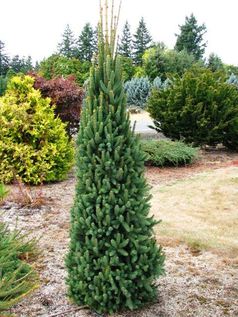 Picea Abies 'cupressina' - Columnar Norway Spruce - 12" Tall - 1 Gallon ...