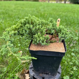 Juniperus Procumbens 'nana' - Pre Bonsai (quart Pot) - Dwarf Juniper ...