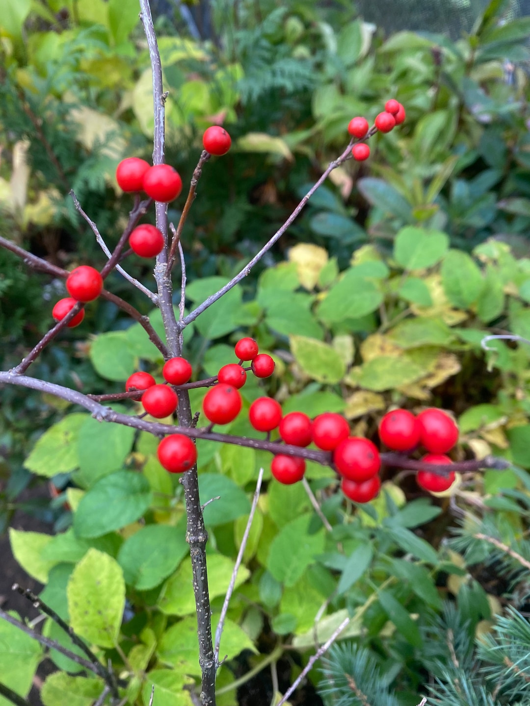 Ilex Verticillata 'mary Jo' Female Winterberry 1 - Etsy