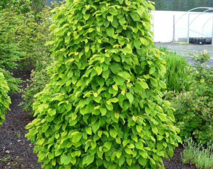 Carpinus Betulus 'columnaris Nana' - Dwarf Columnar Hornbeam - Live ...