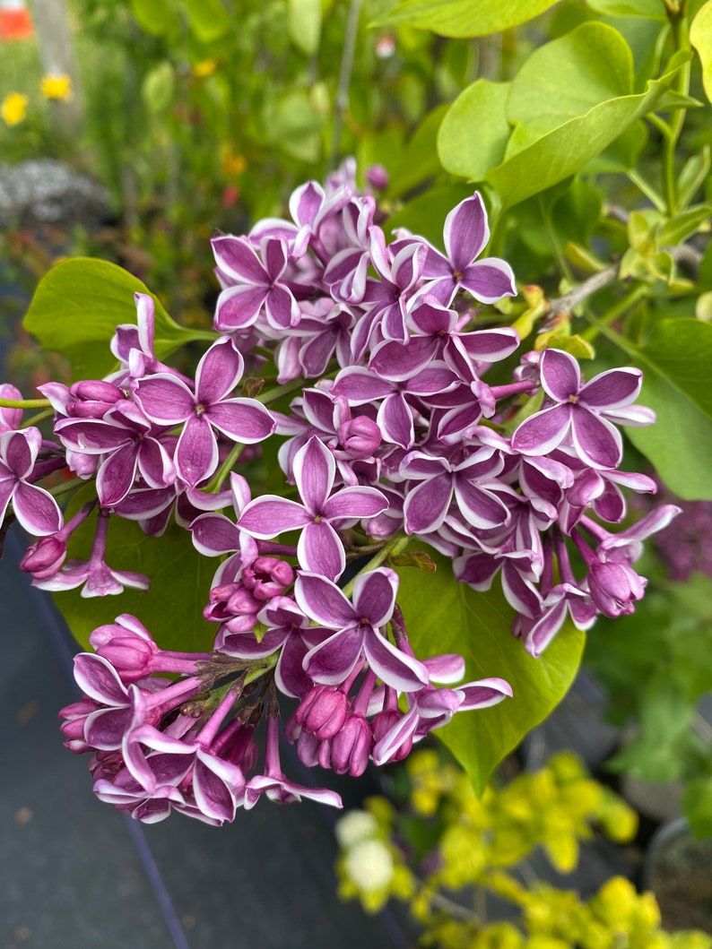 Syringa Vulgaris 'sensation' Lilac Live Plant 1 - Etsy