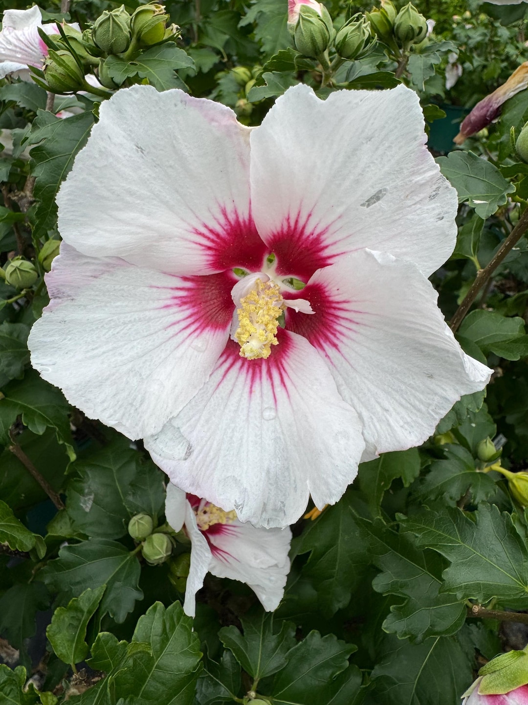 Helene Rose of Sharon - Hibiscus Syriacus - 2 Gallon Pot - Etsy