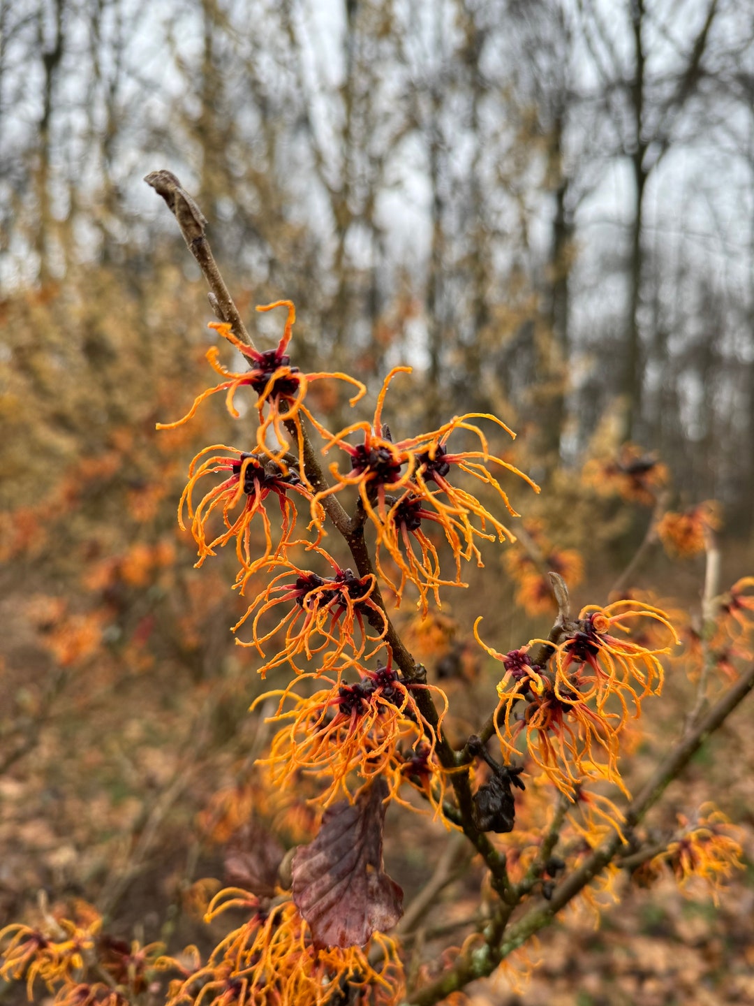 Hamamelis X Intermedia 'gingerbread' Witch Hazel - Live Plant - 15 ...