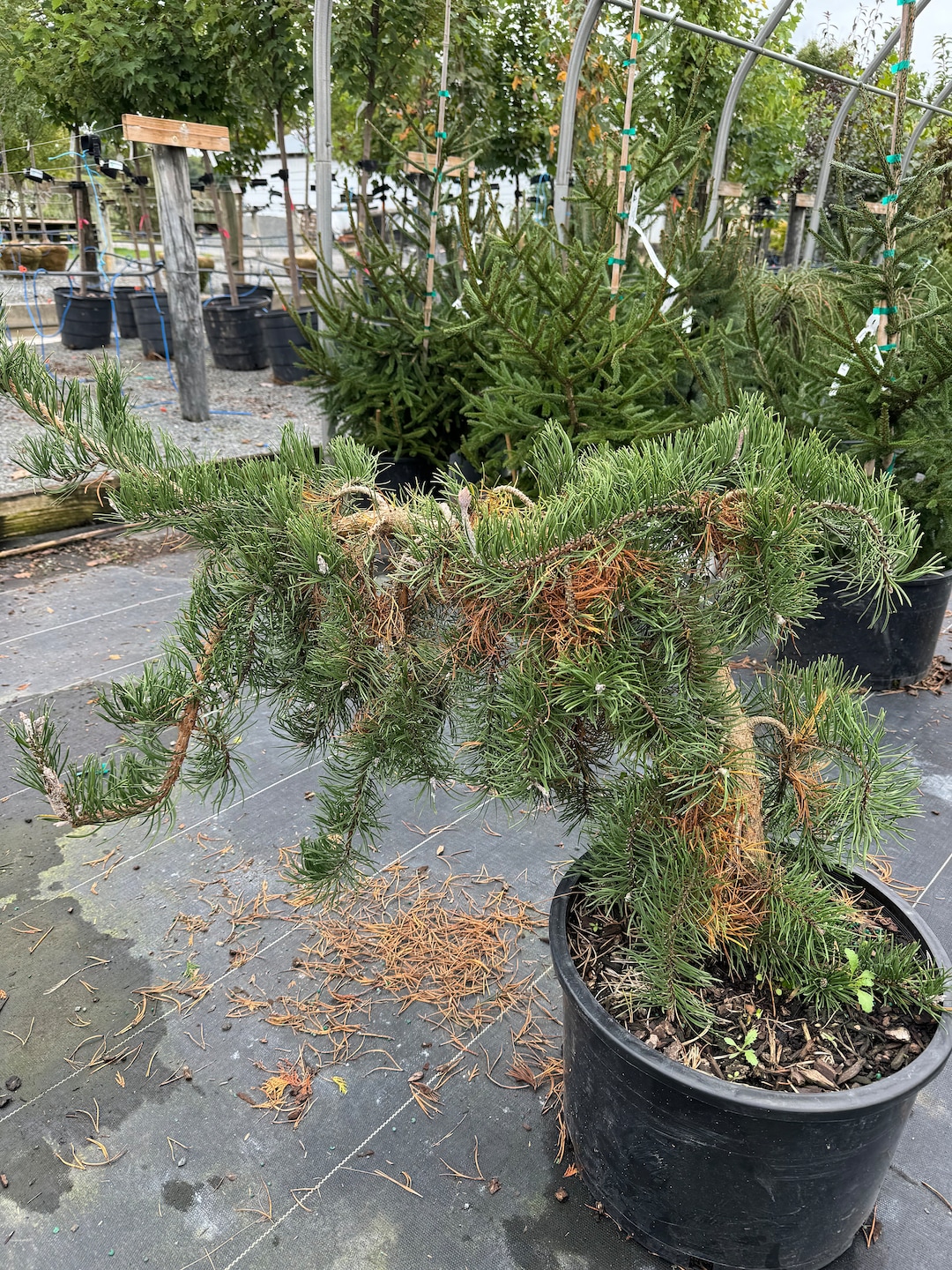 Pinus Banksiana 'uncle Fogy' - Jack Pine - 12" Tall - 1 Gallon Pot - Etsy