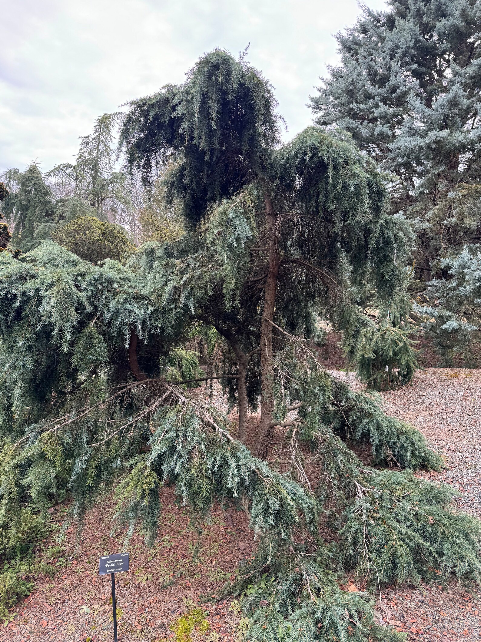 Cedrus Deodara 'feeling Blue' - Deodar Cedar - 12" Tall - 1 Gallon Pot ...