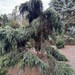 Cedrus Deodara 'feeling Blue' - Deodar Cedar - 12" Tall - 1 Gallon Pot ...