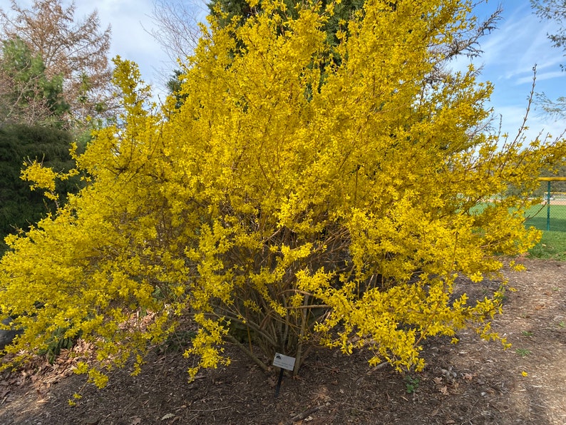 Forsythia X Intermedia 'fiesta' Variegated Forsythia - Etsy