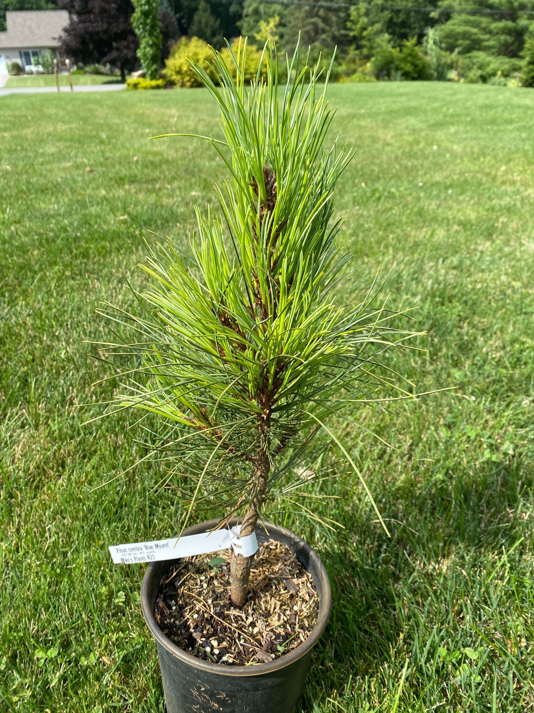 Pinus Cembra 'blue Mound' - Swiss Stone Pine - Live Plant - 1 Gallon ...