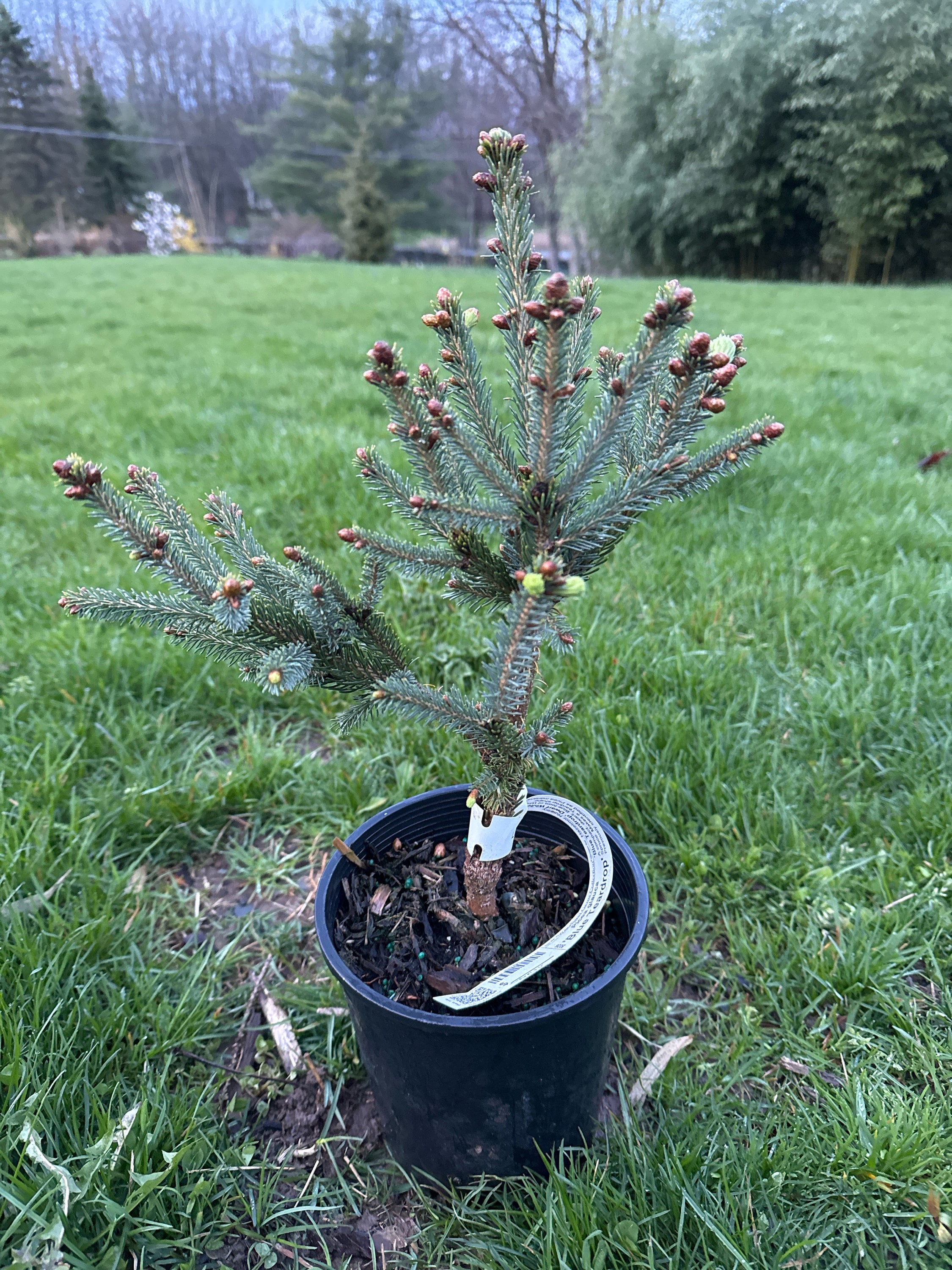 Picea Glauca 'blue Teardrop' - White Spruce - 10" Tall - 1 Gallon Pot ...