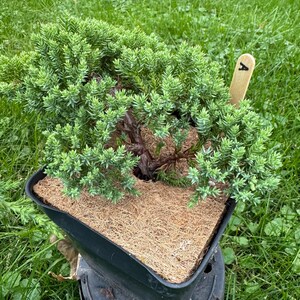 Juniperus Procumbens 'nana' - Pre Bonsai (quart Pot) - Dwarf Juniper ...