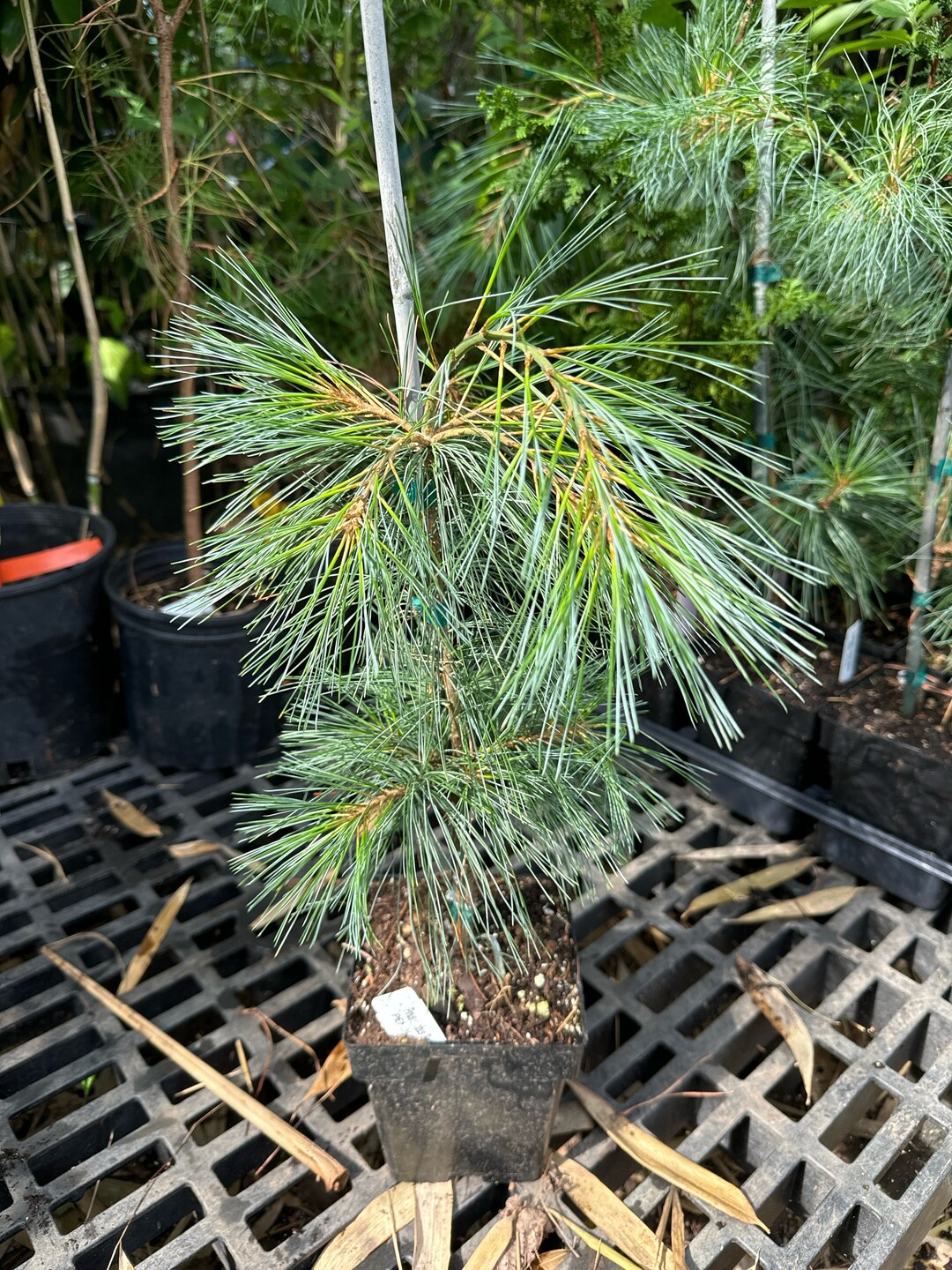 Pinus Strobus 'pendula' - Weeping White Pine - Live Plant - 18” Tall ...
