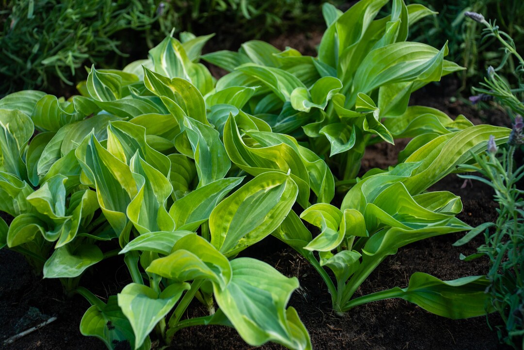Hosta 'yellow Polka Dot Bikini' #1 Division Size Starter Plant - Ships ...