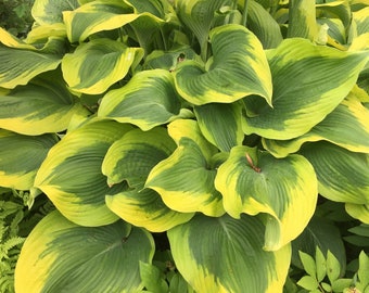 Hosta 'maui Buttercups' 3 Pot Size Starter Plant - Etsy