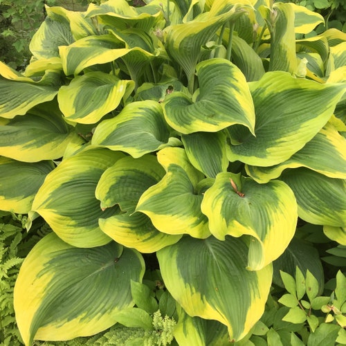 Hosta 'afterglow' 3 Pot Size Starter Plant - Etsy