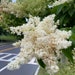 Syringa Reticulata 'ivory Silk' Ivory Silk Japanese Tree Lilac Live ...