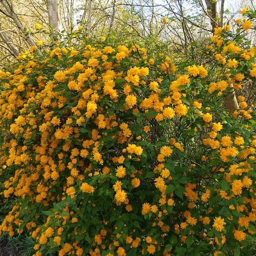 Kerria Japonica 'pleniflora' Double Flowering - Etsy