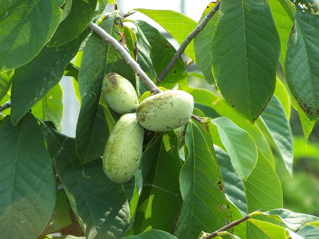 Asimina Triloba - Pawpaw Tree - Live Plant - 1 Gallon Pot - Etsy