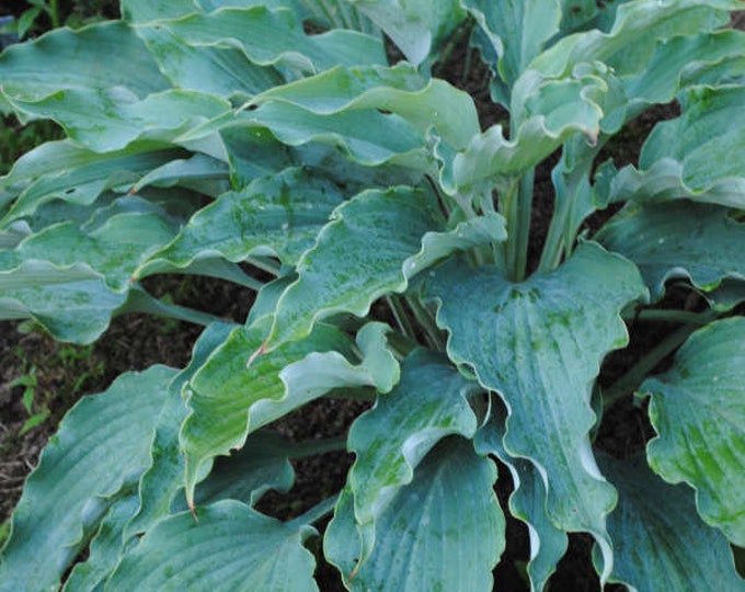 Live Large Neptune Blue Hosta. Stunning Color. Easy to Grow. Loves ...