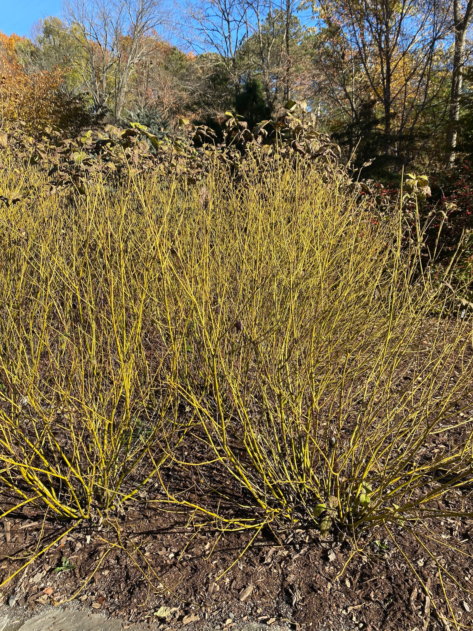 Cornus Alba 'bud's Yellow' - Yellow Twig Dogwood - 4" Pot Size Live ...