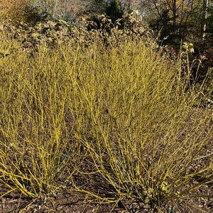 Cornus Alba 'bud's Yellow' - Yellow Twig Dogwood - 4" Pot Size Live ...