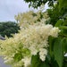 Syringa Reticulata 'ivory Silk' Ivory Silk Japanese Tree Lilac Live ...