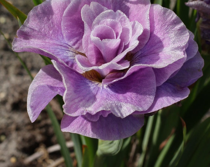 Iris Siberica 'pink Parfait' - Siberian Iris - 3 Pack - #1 Grade ...