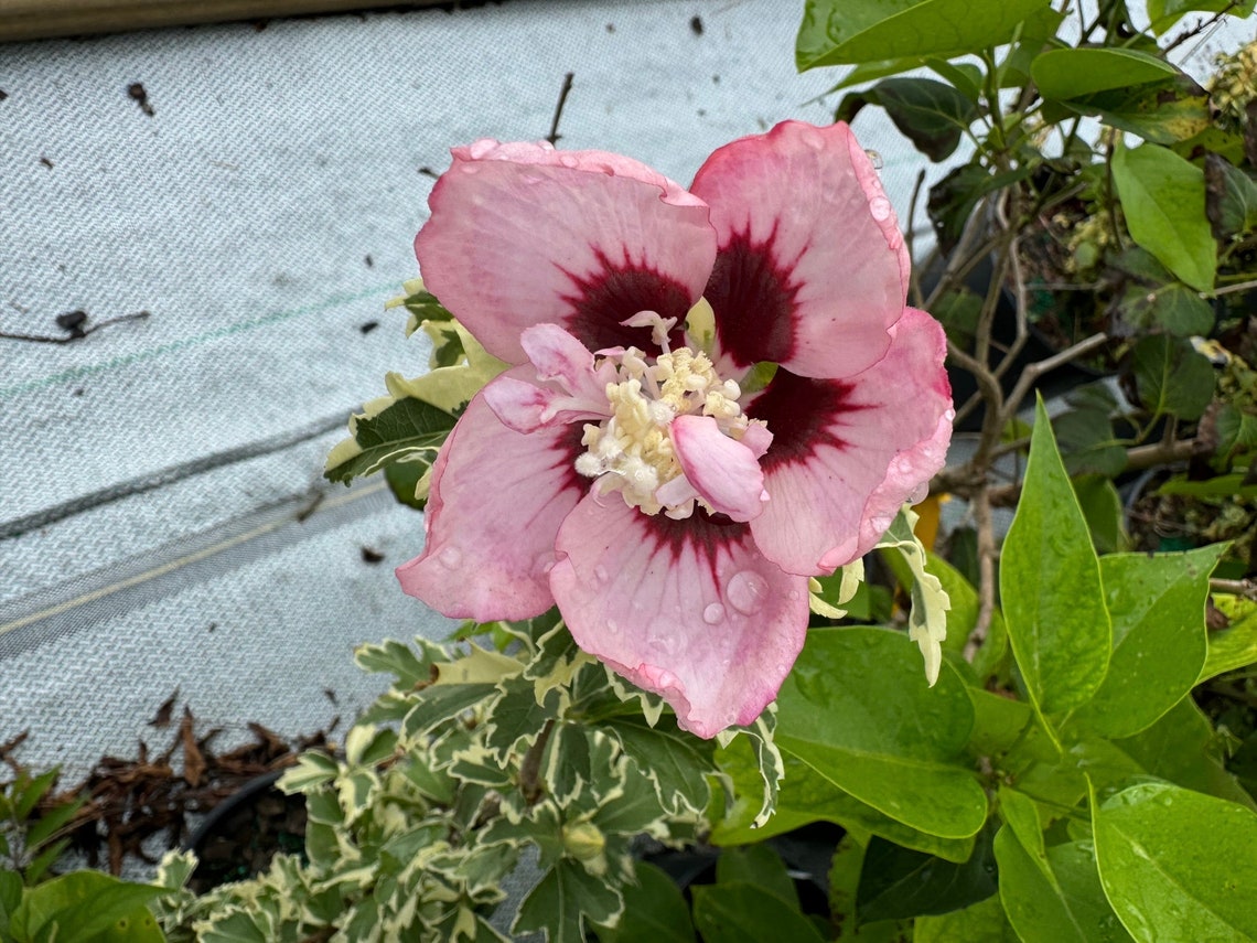 Hillis Variegated Rose of Sharon - Hibiscus Syriacus - 1 Gallon Pot ...