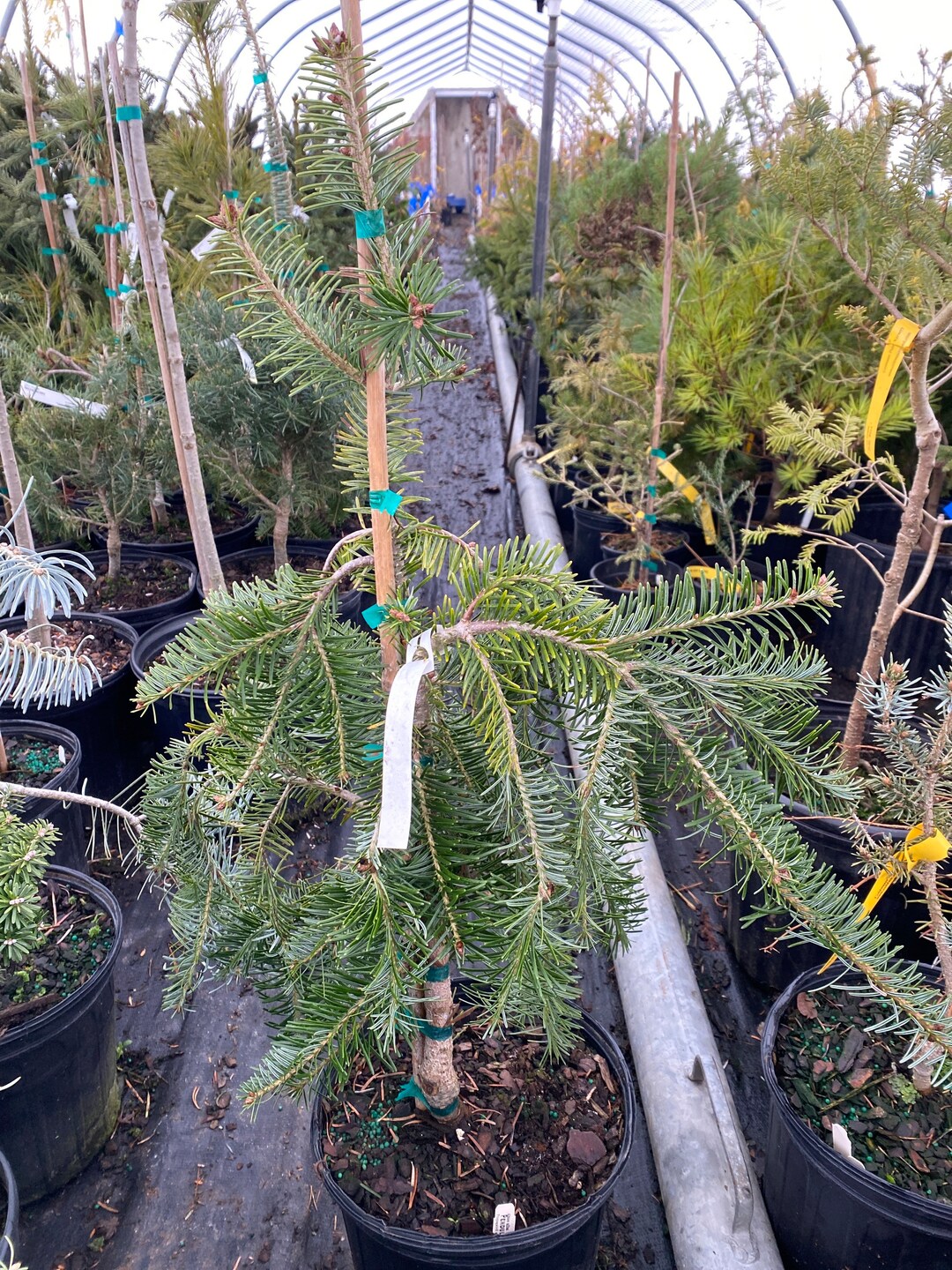 Abies Alba 'pendula' - European Silver Fir - Live Plant - 1 Gallon Pot ...