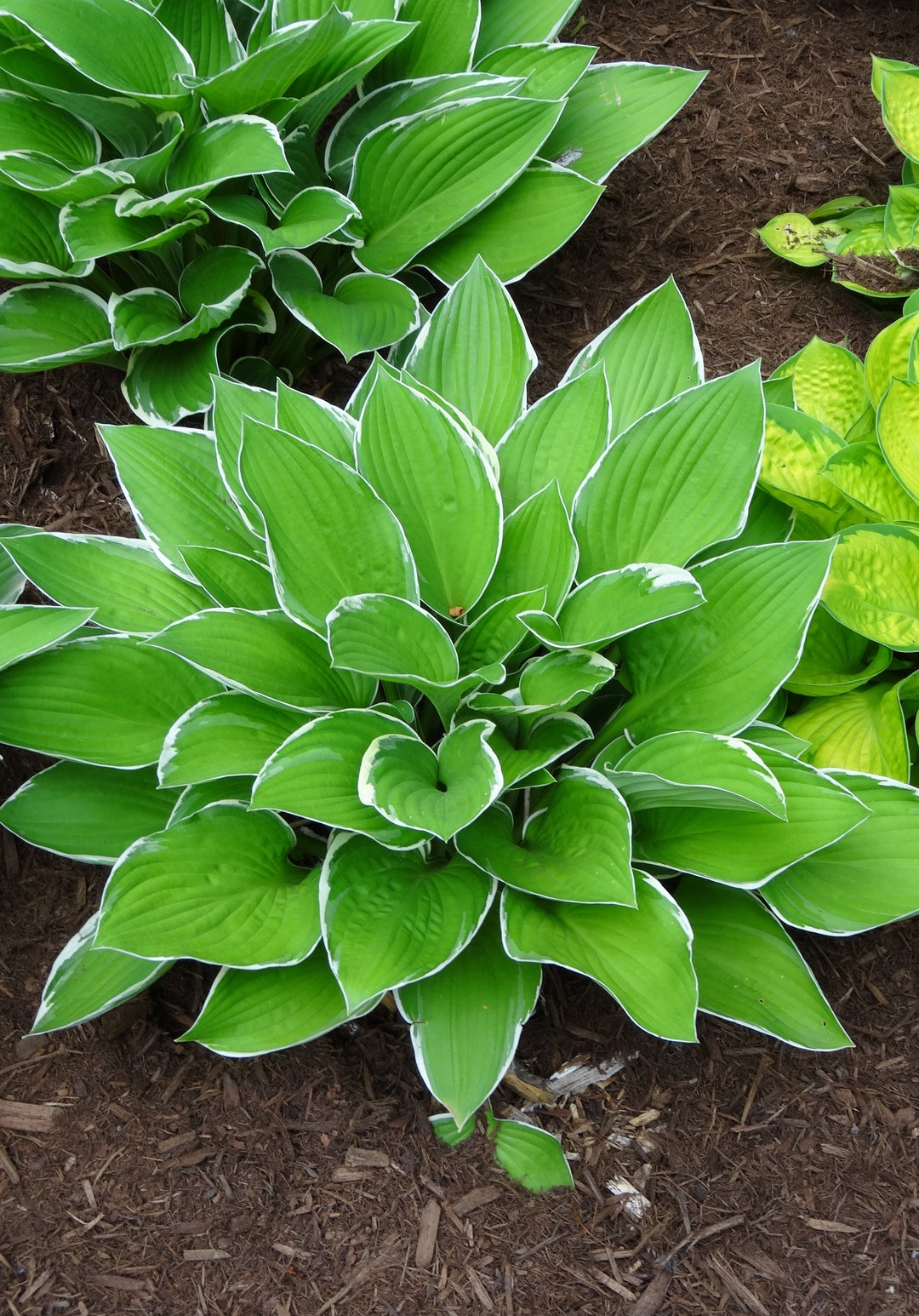 Hosta 'francee' 1 Division Size Starter Plant Ships Bare Root - Etsy