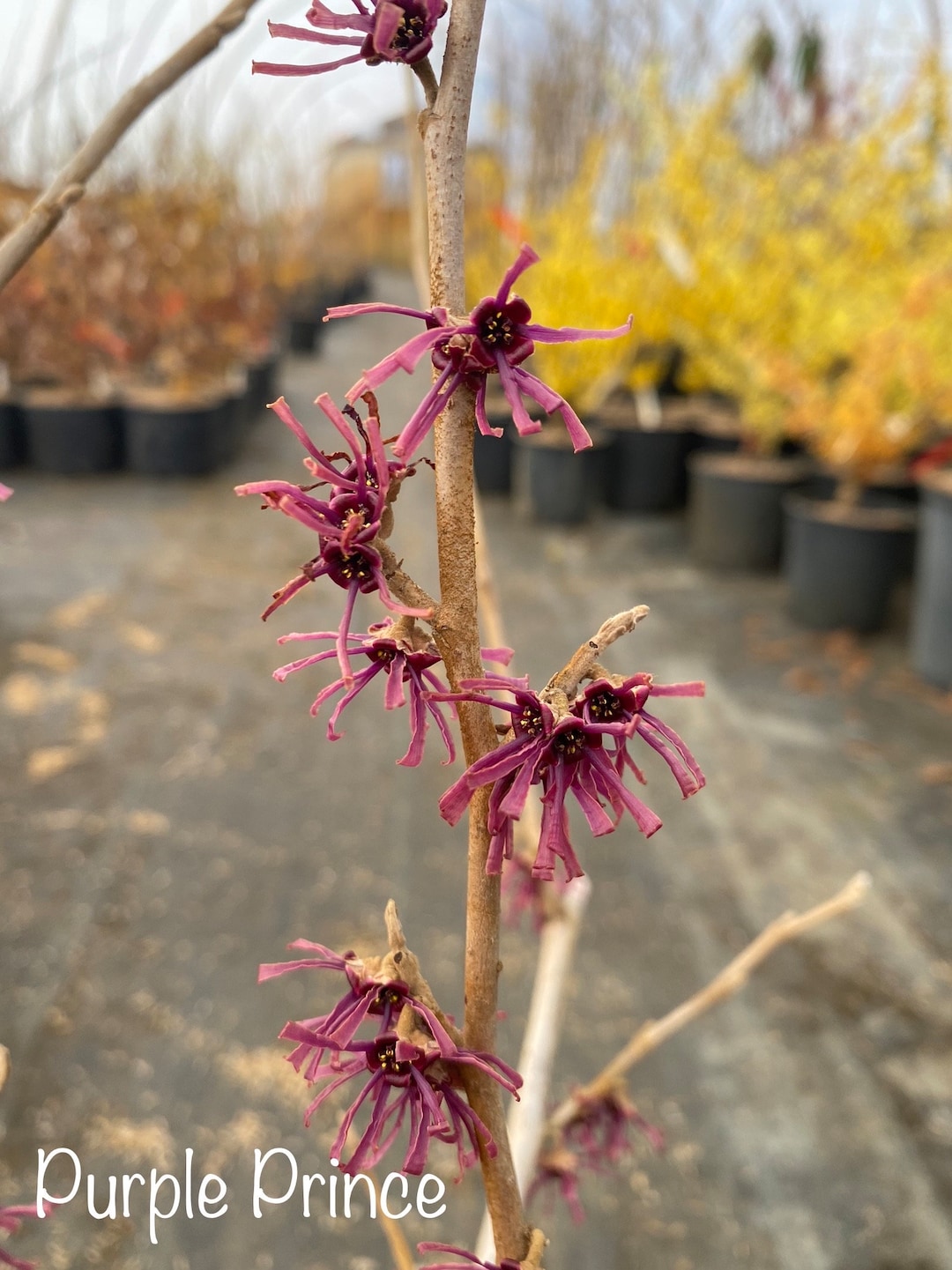 Hamamelis Vernalis 'purple Prince' - Witch Hazel - Live Plant - 24 ...