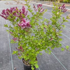 Syringa X 'red Pixie' - Lilac - Live Plant - 1 Gallon Pot - Etsy