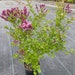 Syringa X 'red Pixie' - Lilac - Live Plant - 1 Gallon Pot - Etsy