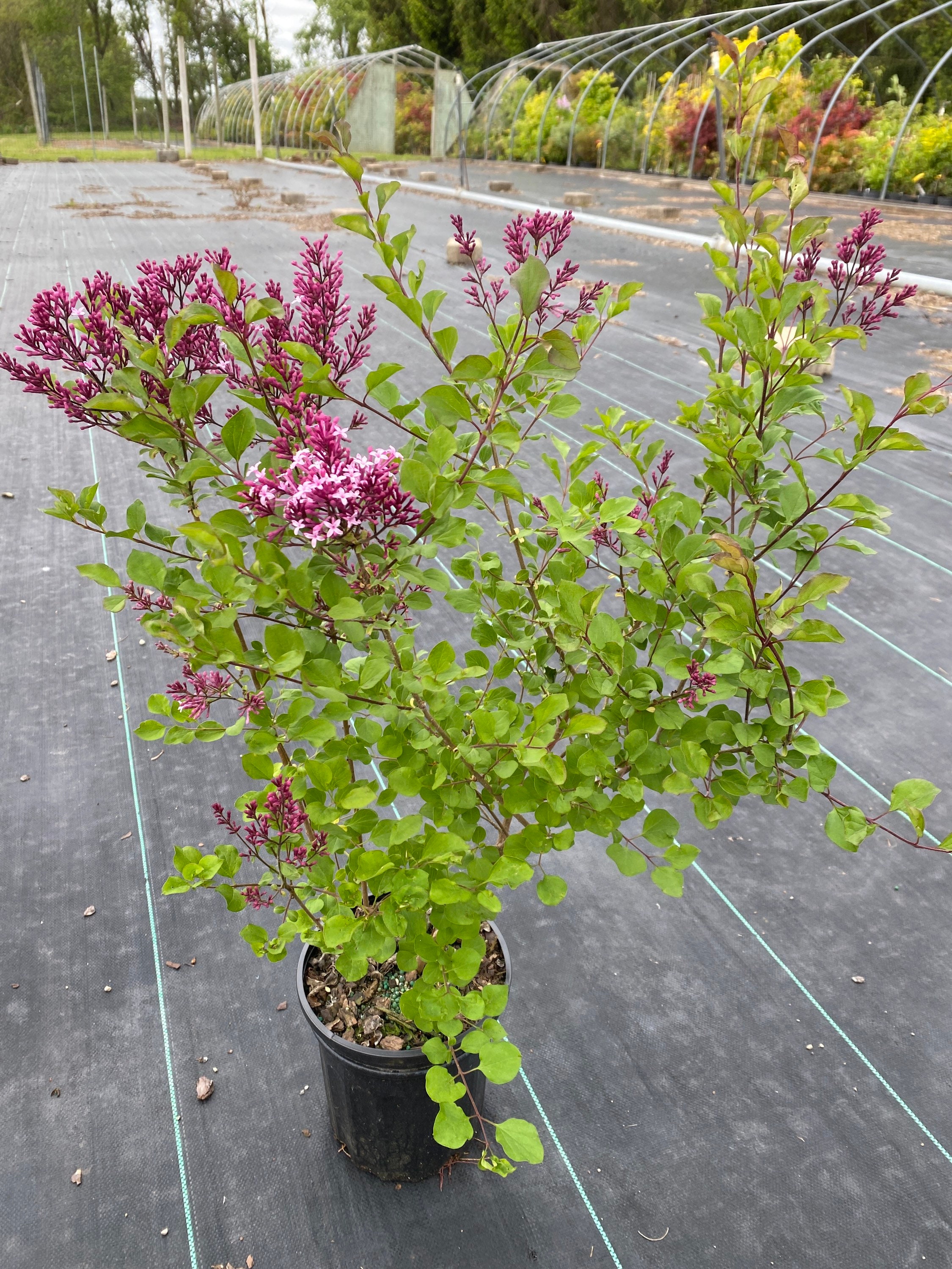 Syringa X 'red Pixie' - Lilac - Live Plant - 1 Gallon Pot - Etsy