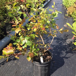 Rhus Aromatica 'gro-low' - Gro-low Fragrant Sumac - Live Plant - 1 ...