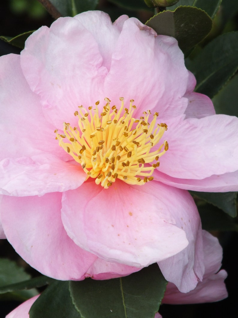 Camellia Sasanqua 'pink Goddess' - Fall Blooming Camellia - 3 Gallon ...