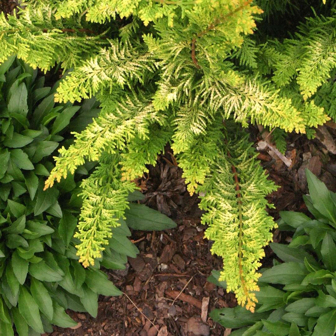 Chamaecyparis Obtusa 'fernspray Gold' - Hinoki Cypress - Live Plant - 4 ...