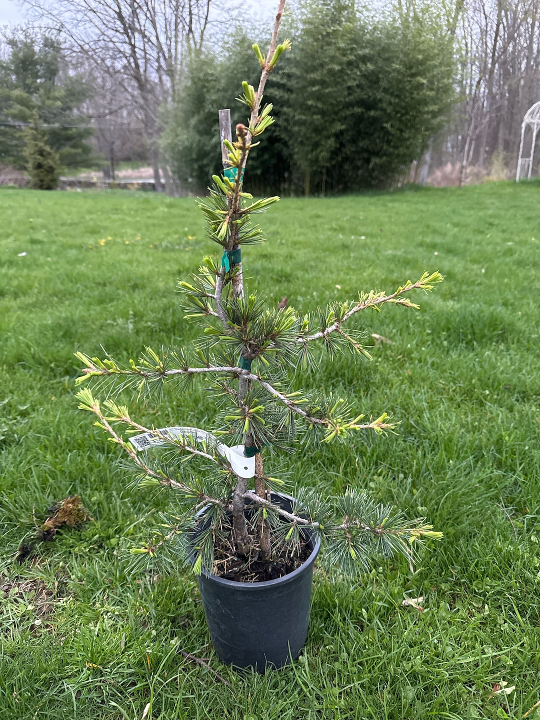 Cedrus Libani 'beacon Hill' - Cedar of Lebanon - 18" Tall - 1 Gallon ...