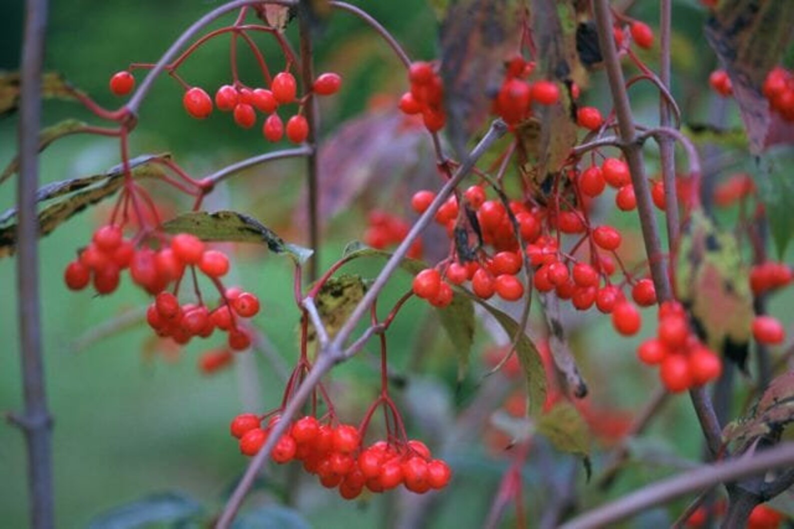 Viburnum Setigerum - Tea Viburnum - Native Plant - 1 Gallon Pot - Etsy