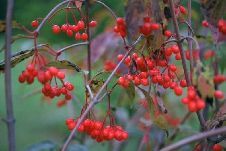 Viburnum Setigerum - Tea Viburnum - Native Plant - 1 Gallon Pot - Etsy