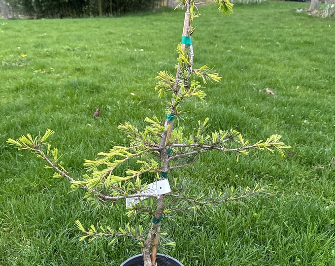 Cedrus Libani 'blue Angel' - Cedar of Lebanon - 18" Tall - 1 Gallon Pot ...