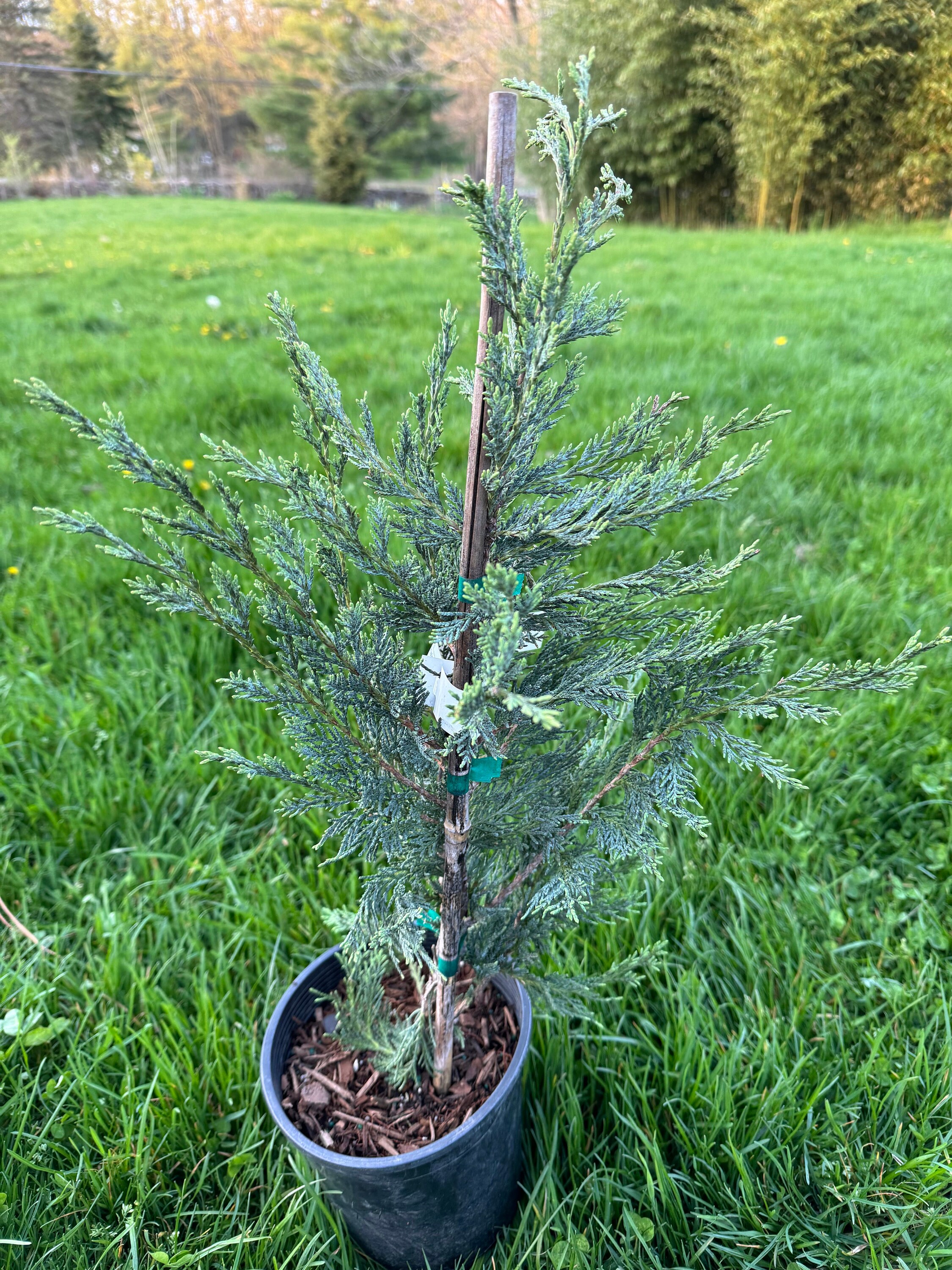 Juniperus Scopulorum 'moonglow' Rocky Mountain Juniper 12 Tall 1 Gallon ...